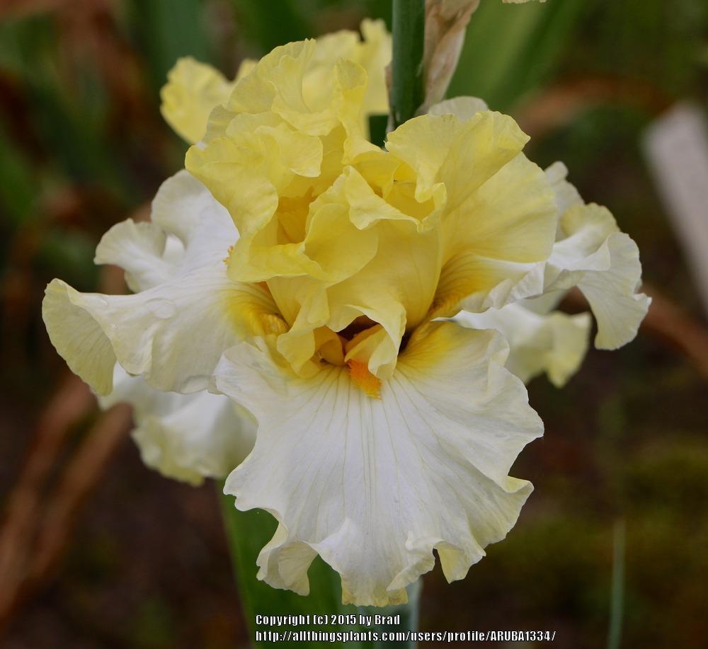 Photo of the bloom of Tall Bearded Iris (Iris 'Lemon Drift') posted by ...