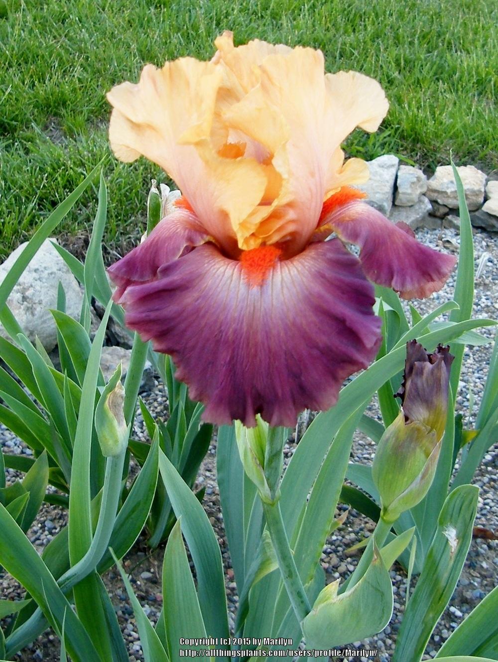 Photo of the bloom of Tall Bearded Iris (Iris 'Rio') posted by Marilyn ...