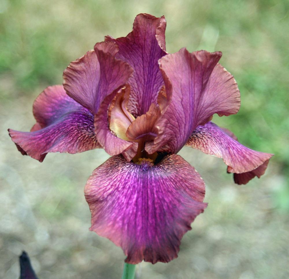 Arilbred Iris (Iris 'De Nile') in the Irises Database - Garden.org