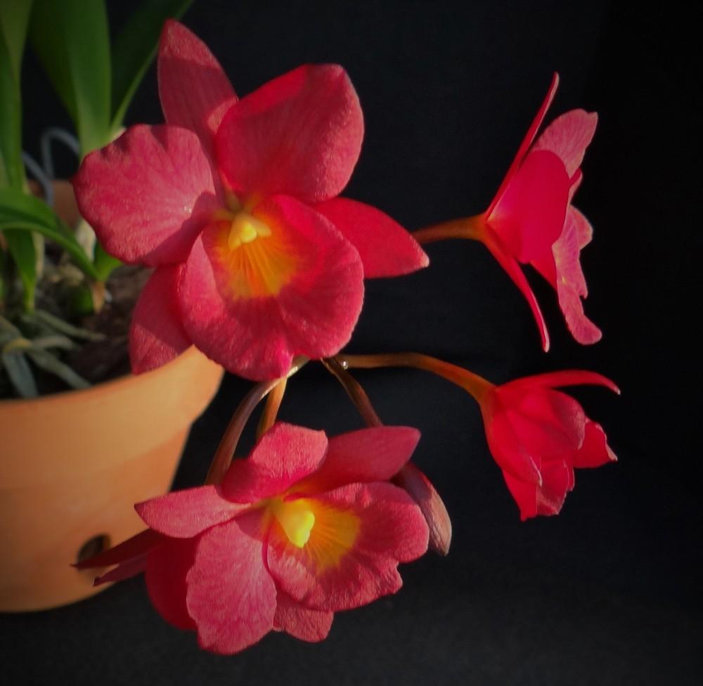 Our Orchid blooms in May 2015 in the Orchids forum - Garden.org