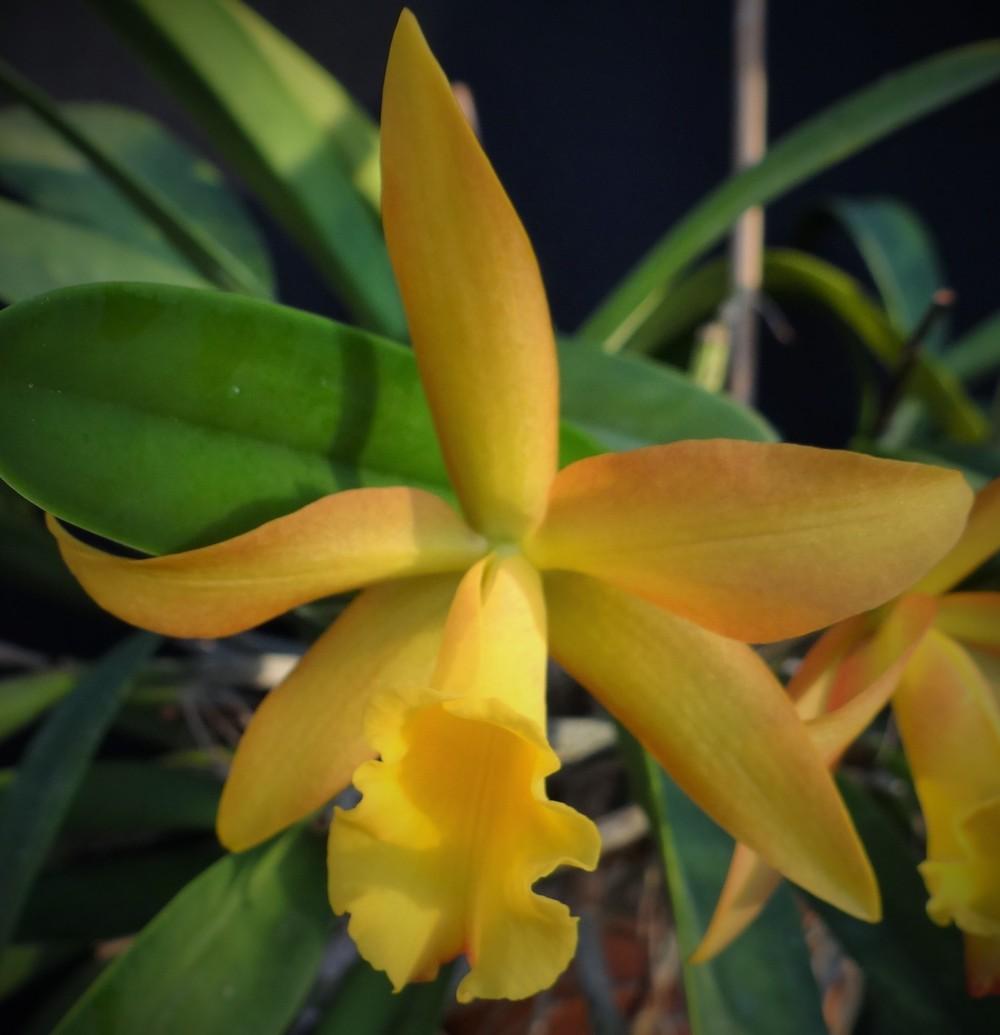 Our Orchid blooms in May 2015 in the Orchids forum - Garden.org