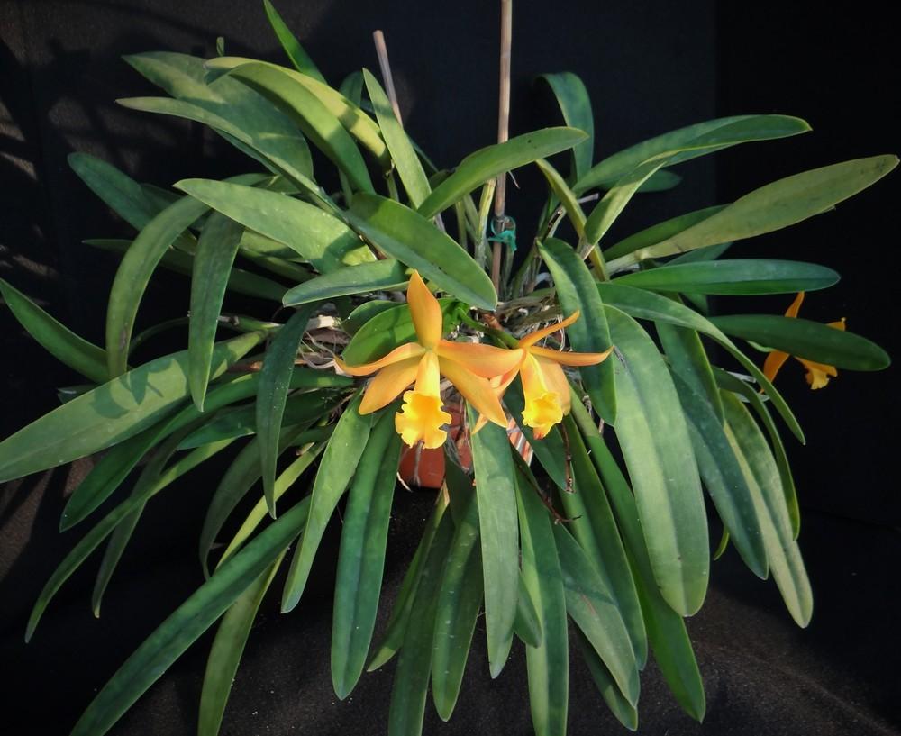 Our Orchid blooms in May 2015 in the Orchids forum - Garden.org