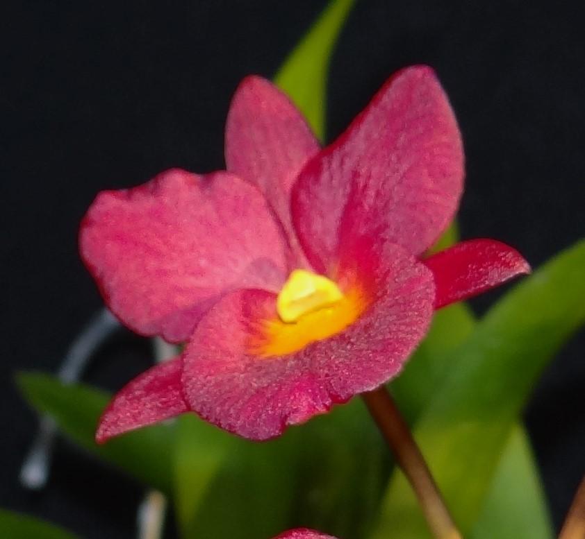 Our Orchid blooms in May 2015 in the Orchids forum - Garden.org
