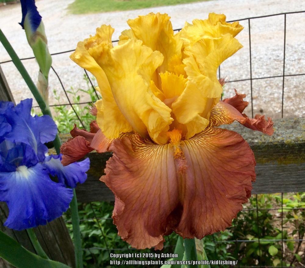 Photo of the bloom of Tall Bearded Iris (Iris 'Good Point') posted by ...