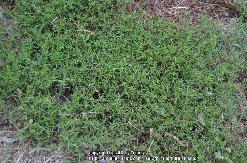 Photo of the entire plant of Rustweed (Polypremum procumbens) posted by ...