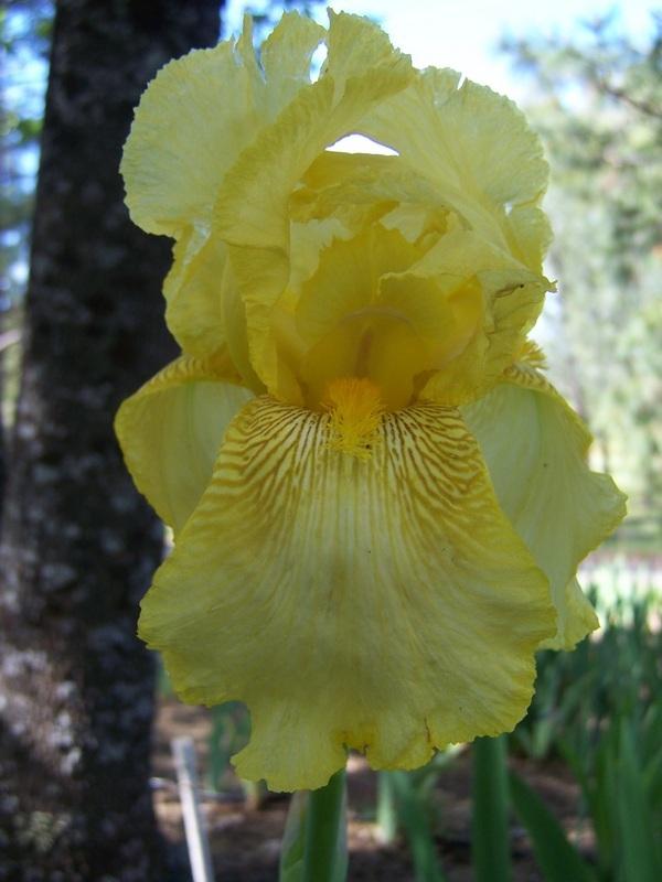 Tall Bearded Iris (Iris 'Gold Ruffles') in the Irises Database - Garden.org