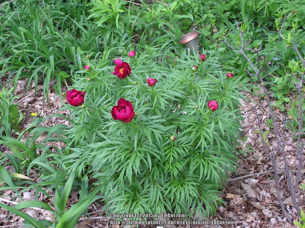 Photo of the entire plant of Hybrid Fern Leaf Peony (Paeonia 'Smouthii ...