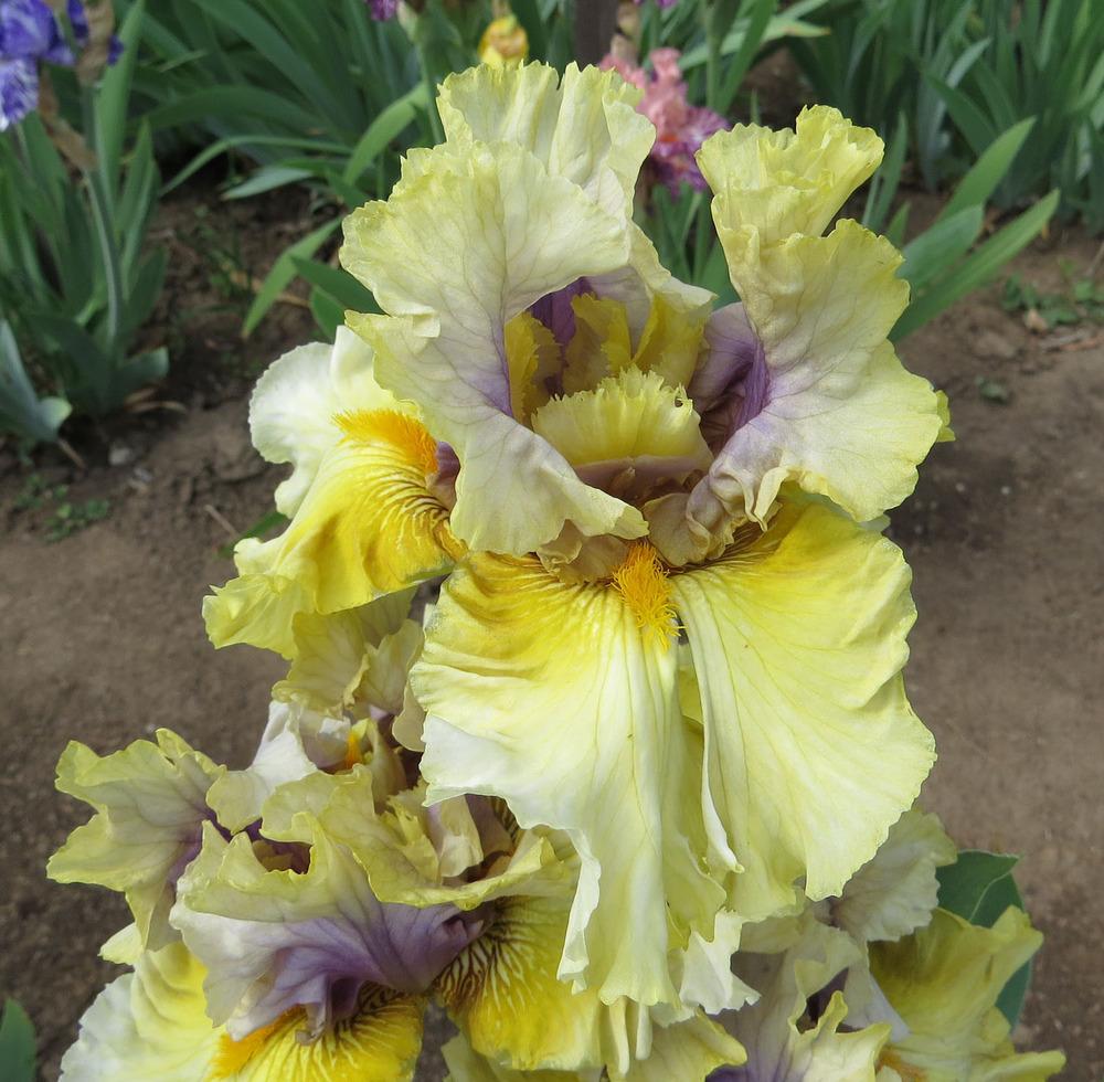 Photo of the bloom of Tall Bearded Iris (Iris 'Secret Rites') posted by ...