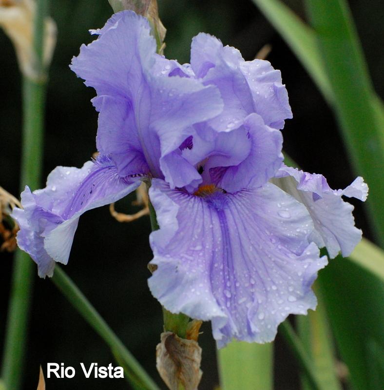 Photo of the bloom of Tall Bearded Iris (Iris 'Rio Vista') posted by ...
