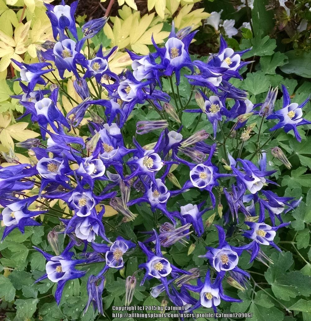Photo of the bloom of Columbine (Aquilegia vulgaris 'Winky Blue and ...