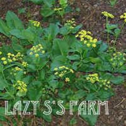 Heart-Leaf Golden Alexanders (Zizia aptera) - Garden.org