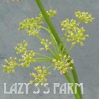 Heart-Leaf Golden Alexanders (Zizia aptera) - Garden.org