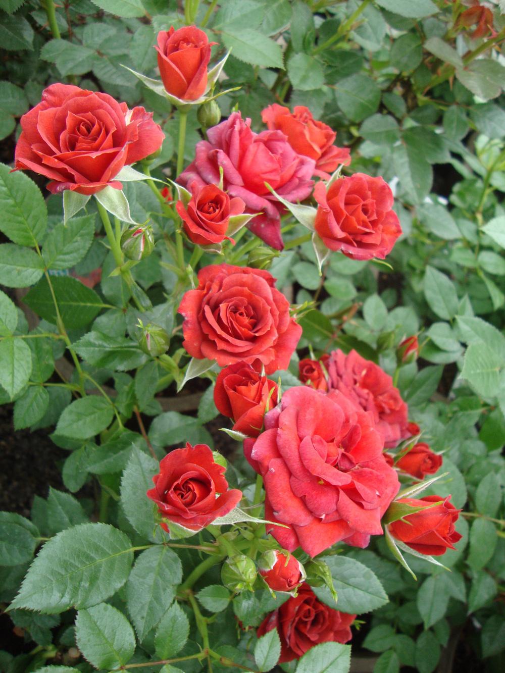 Photo of the bloom of Rose (Rosa 'Coffee Bean') posted by Paul2032 ...