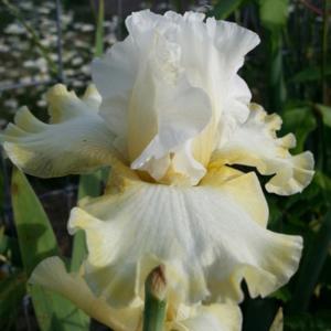 Tall Bearded Iris (Iris 'Smiling Faces') in the Irises Database ...