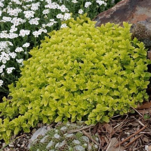 Wall Germander (Teucrium chamaedrys 'Summer Sunshine') - Garden.org
