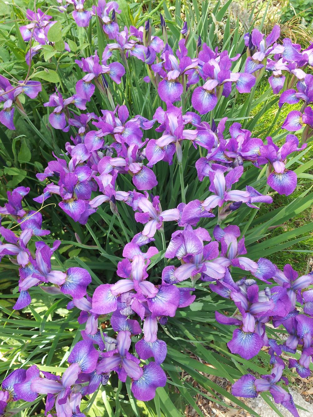 Photo of the entire plant of Siberian Iris (Iris 'Chilled Wine') posted ...