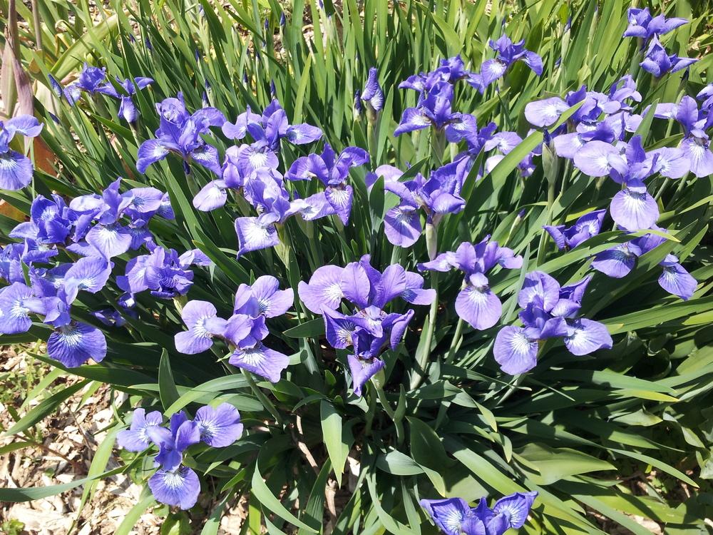 Photo of the entire plant of Siberian Iris (Iris 'Baby Sister') posted ...