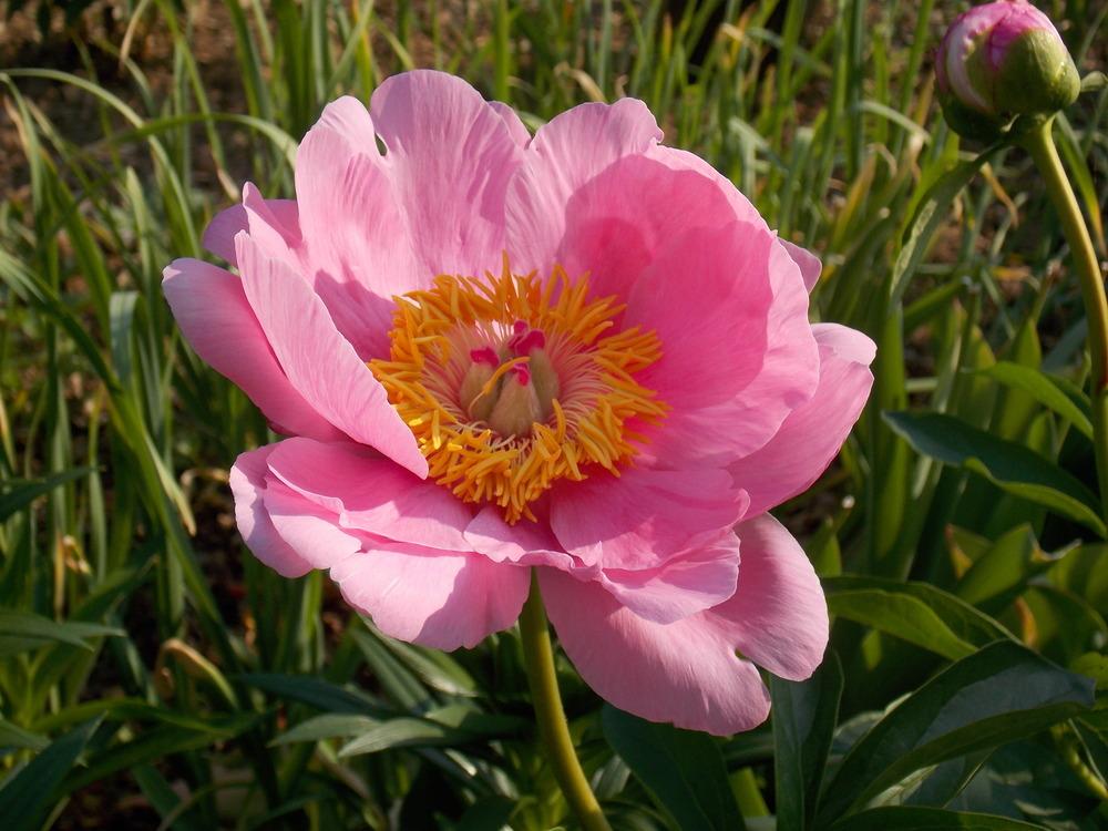 Peony (Paeonia 'Lotus Bloom') in the Peonies Database - Garden.org