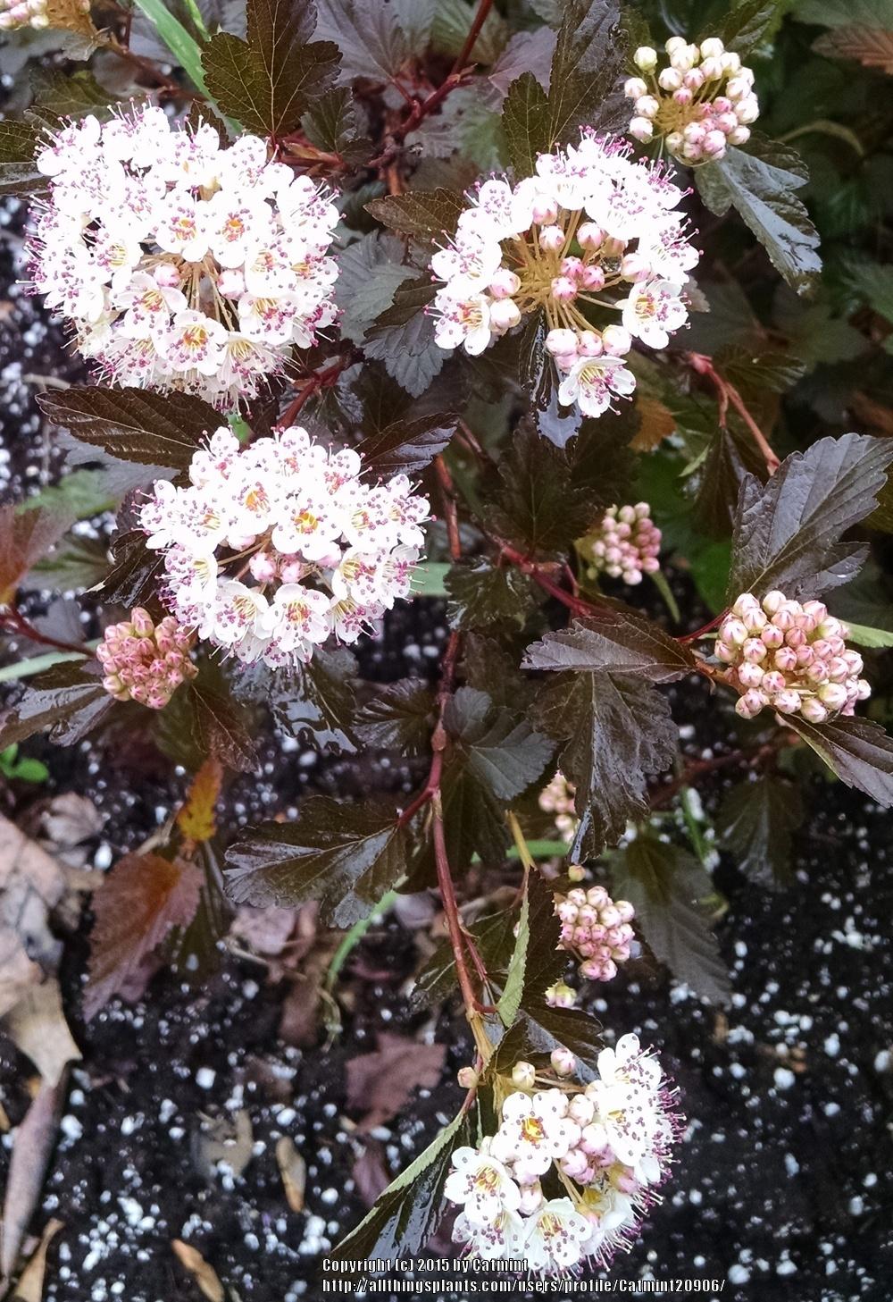 Photo of the bloom of Eastern Ninebark (Physocarpus opulifolius ...