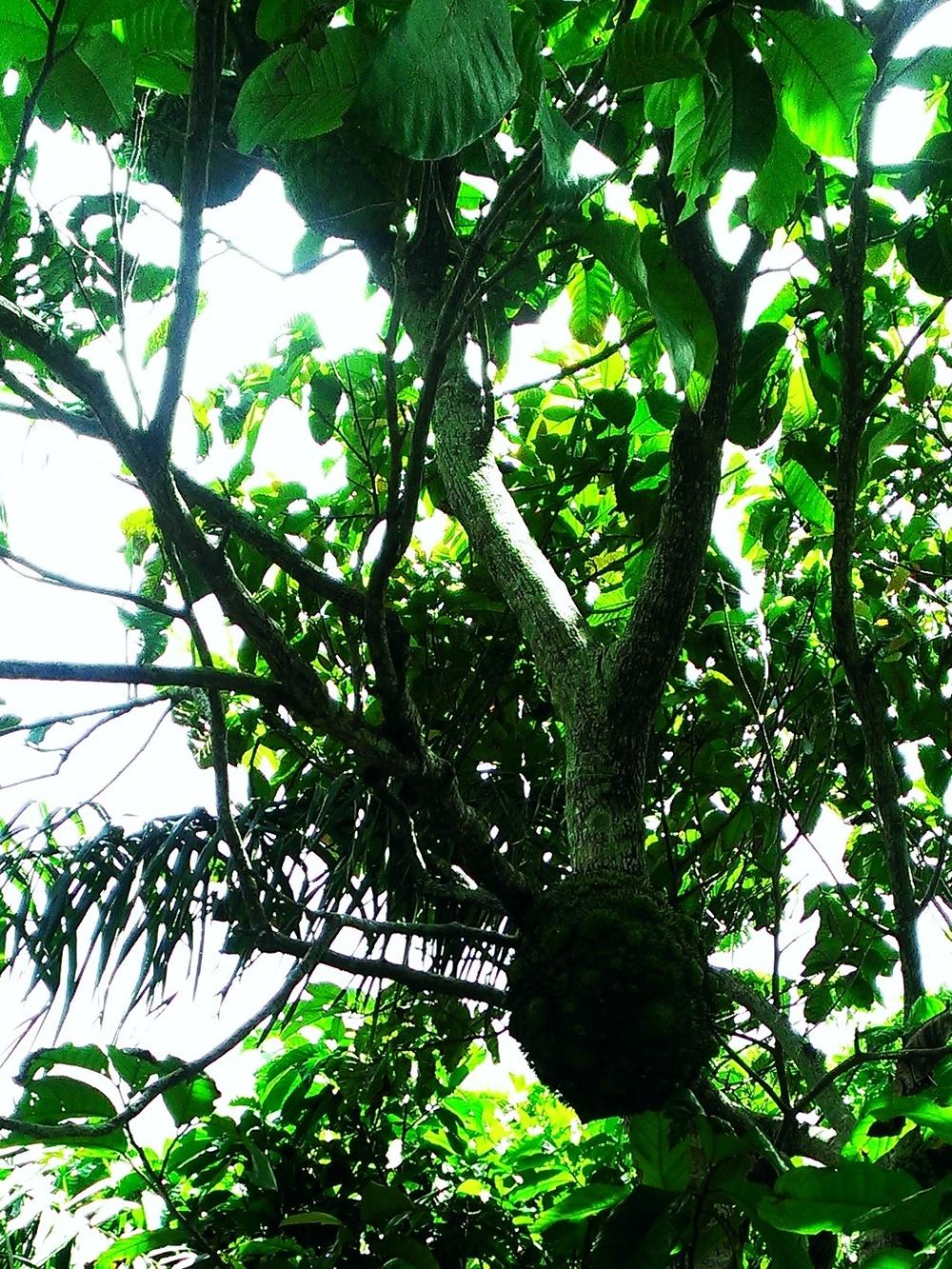 African Breadfruit (Treculia africana) - Garden.org