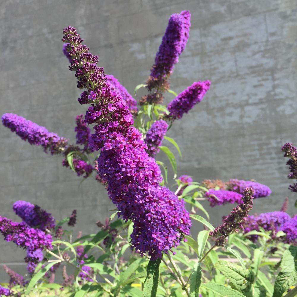 Photo of the bloom of Butterfly Bush (Buddleja davidii English ...
