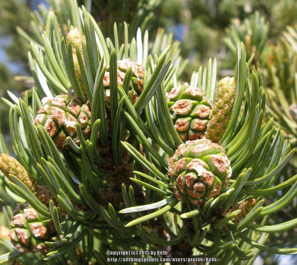 Photo of the cone of Two-Needle Pinon Pine (Pinus edulis) posted by Kelli - Garden.org