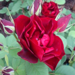 Rose (Rosa 'Hope for Humanity') in the Roses Database - Garden.org