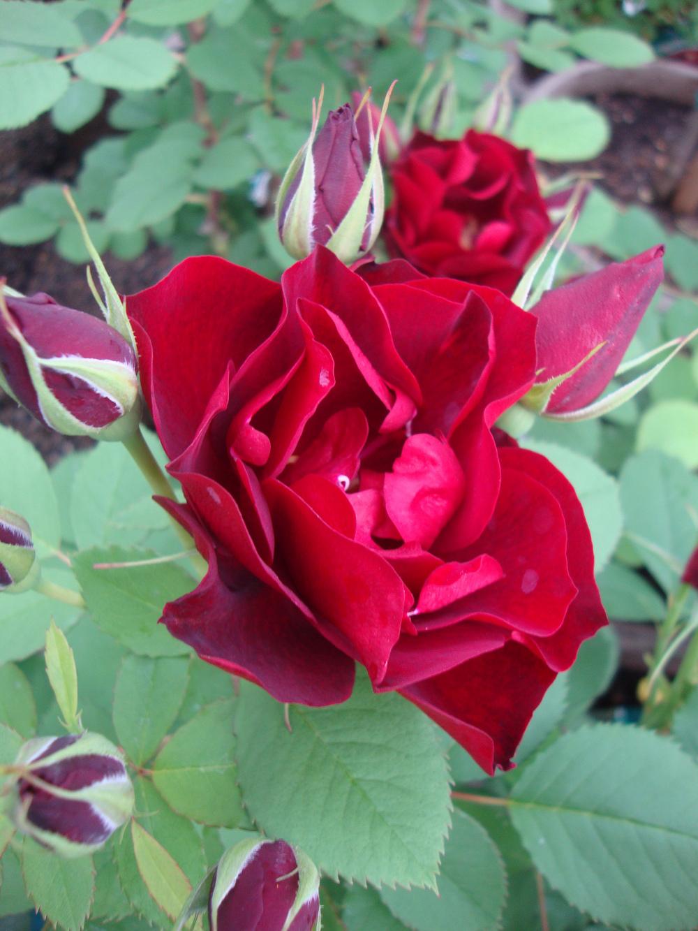 Photo of the bloom of Rose (Rosa 'Hope for Humanity') posted by ...