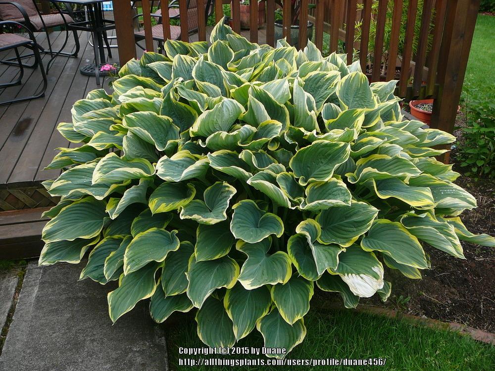 Giant Hosta ! in the Hostas forum - Garden.org