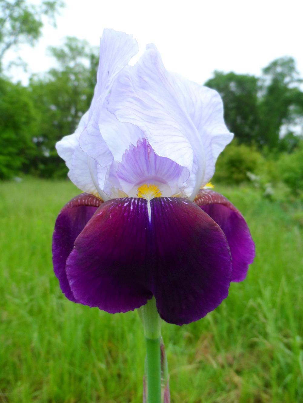 Photo of the bloom of Tall Bearded Iris (Iris 'Helen Collingwood ...