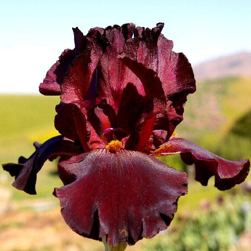 Tall Bearded Iris (Iris 'Midnight Masterpiece') in the Irises Database ...