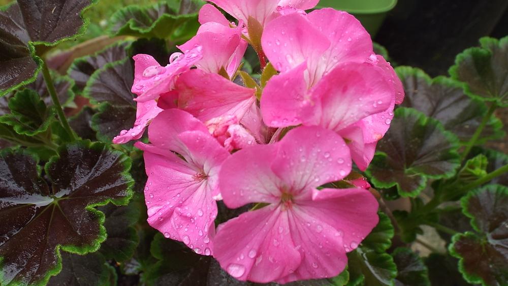 Geranium Black Velvet Pink