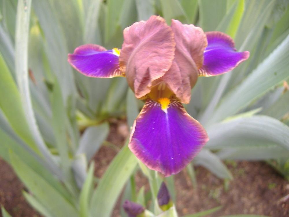 Miniature Tall Bearded Iris (Iris 'Peebee and Jay') in the Irises ...