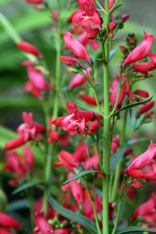 Photo of the bloom of Penstemon Riding Hood Red posted by Calif_Sue ...