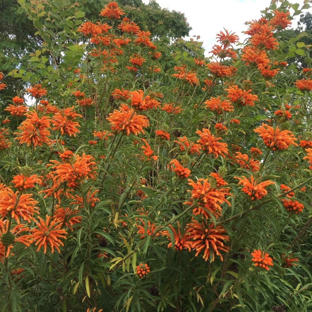 Lions Tail: Plant Care and Collection of Varieties - Garden.org