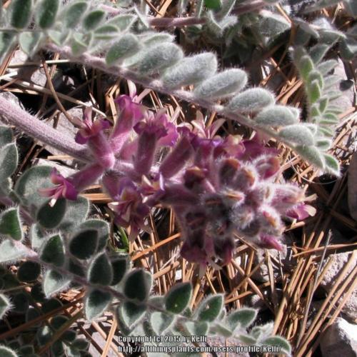Woolly locoweed (Astragalus mollissimus) in the Astragaluses Database ...