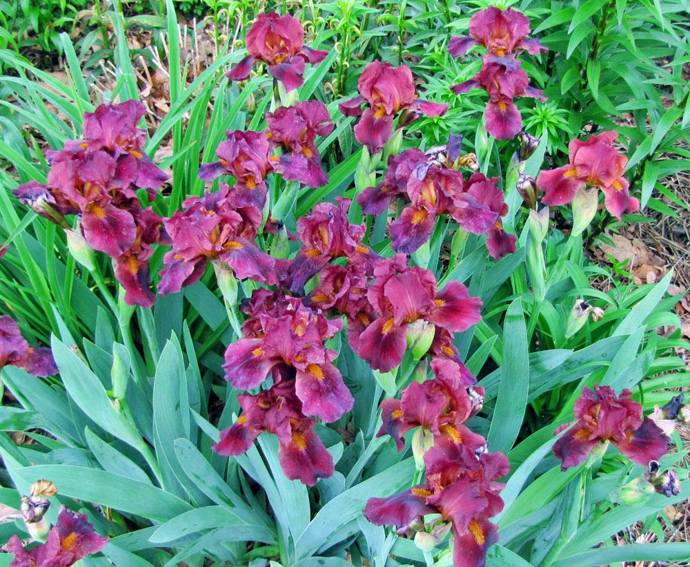 Photo of the entire plant of Intermediate Bearded Iris (Iris 'Red ...