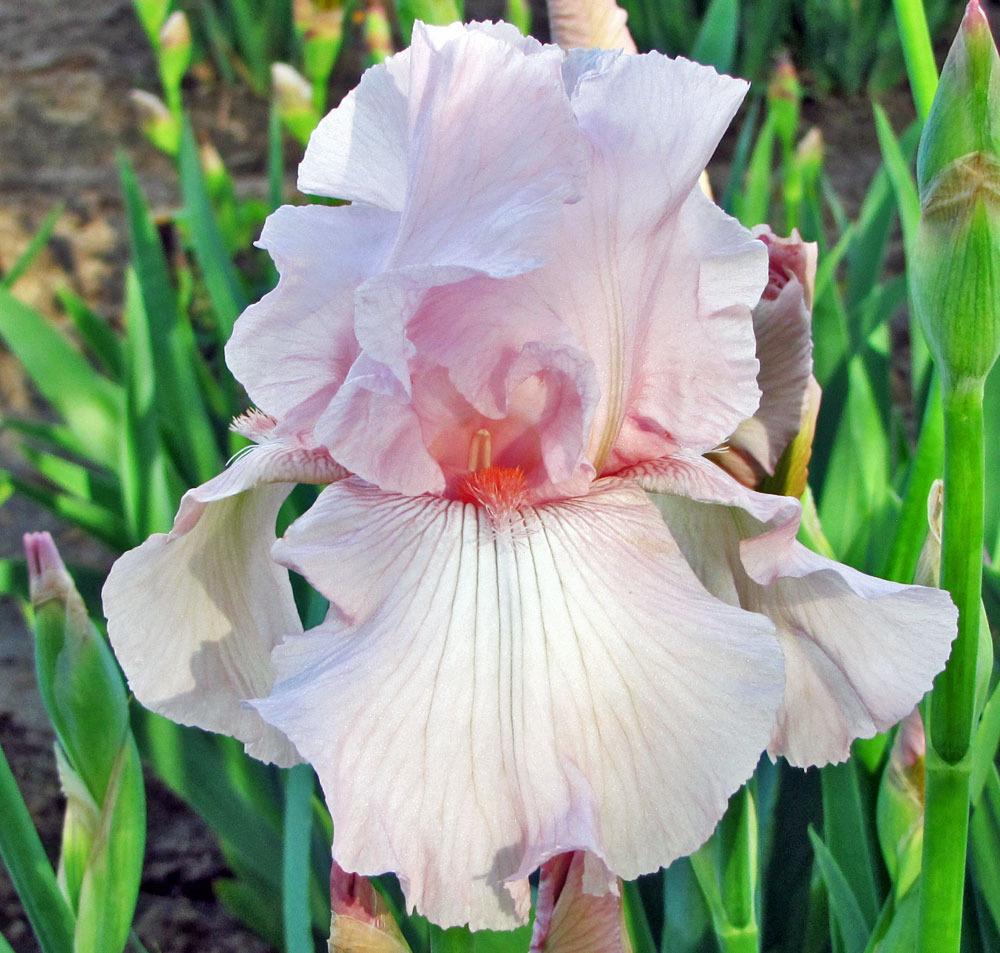 Photo of the bloom of Tall Bearded Iris (Iris 'Vanity') posted by TBGDN ...