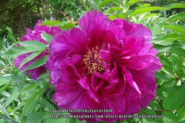 Photo of the bloom of Japanese Tree Peony (Paeonia x suffruticosa ...