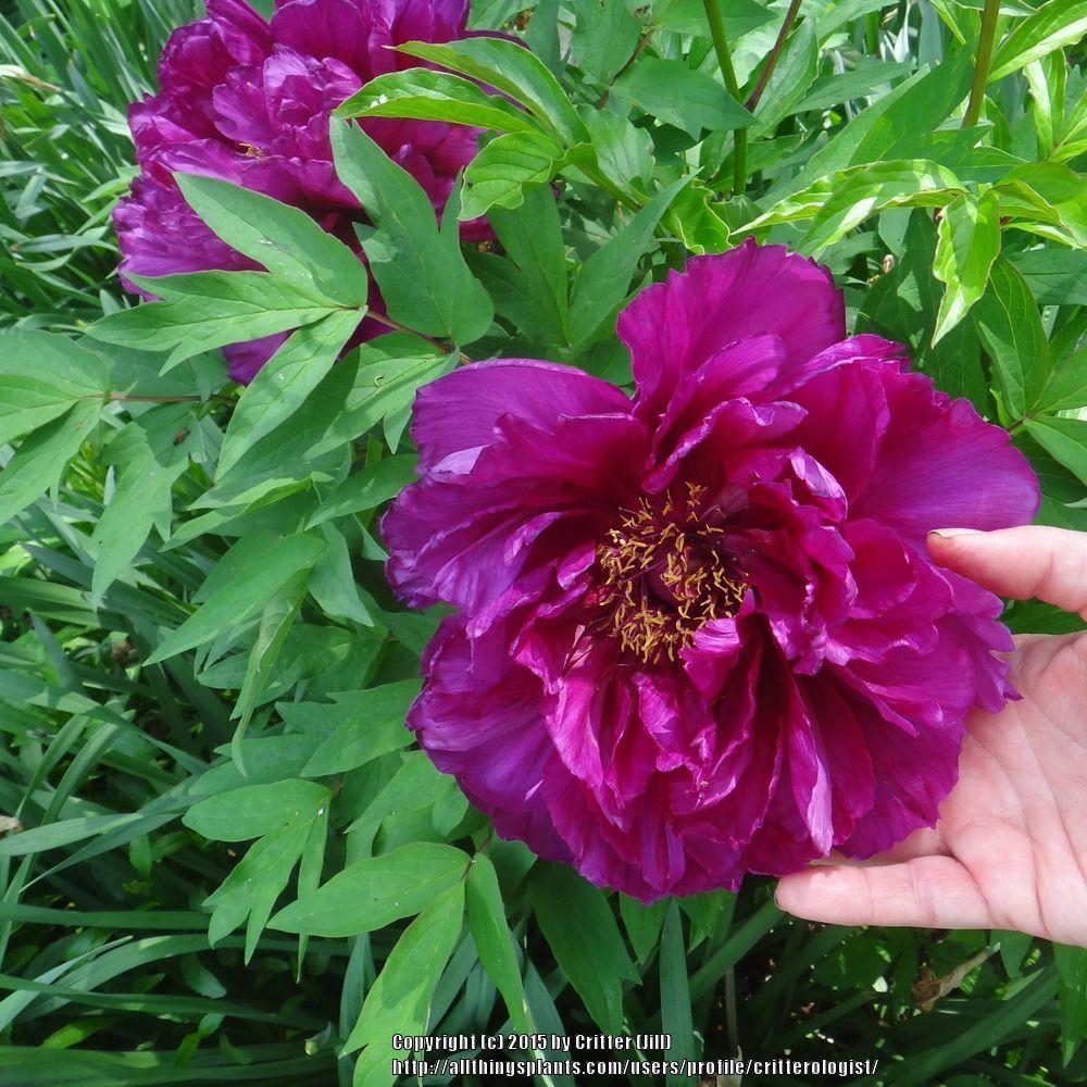 Photo of the bloom of Japanese Tree Peony (Paeonia x suffruticosa ...