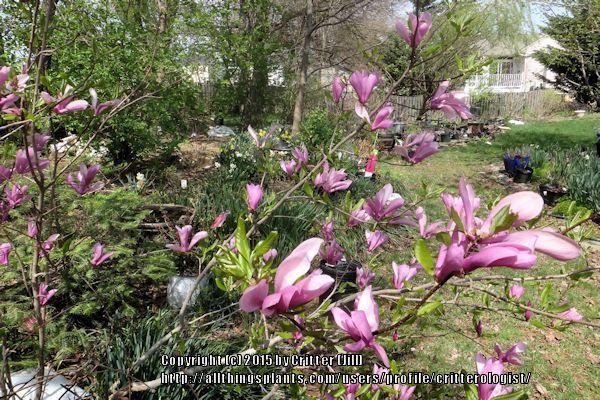 Photo of the bloom of Magnolia 'Ann' posted by critterologist - Garden.org