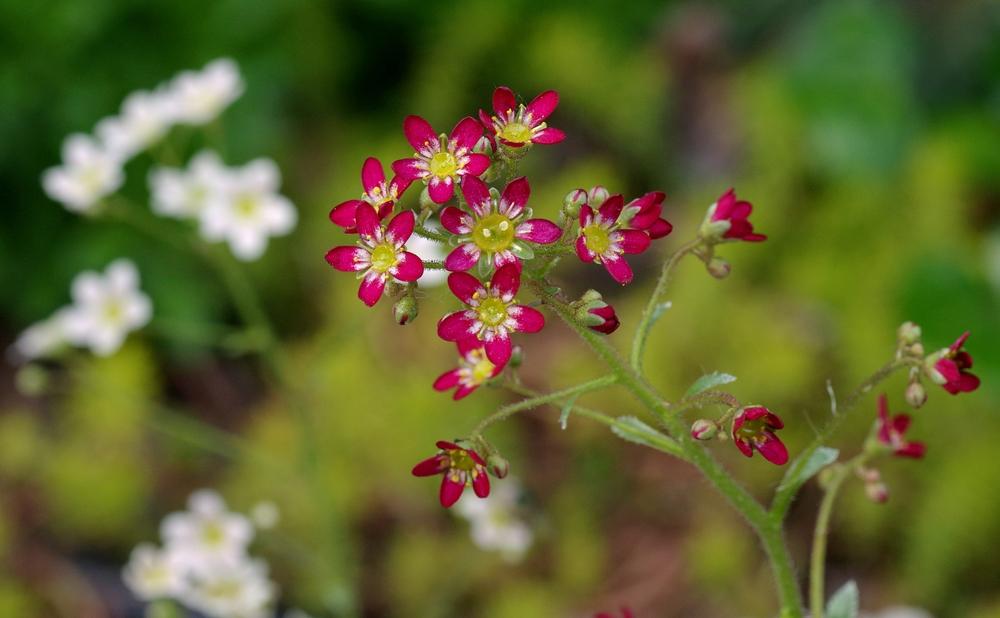 Encrusted Saxifrage (Saxifraga paniculata 'Foster's Red') - Garden.org