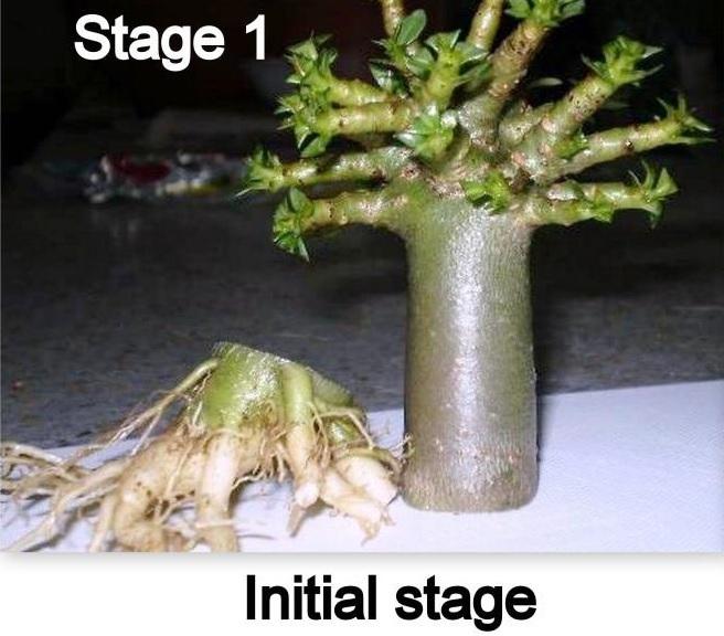root training in the Adeniums forum - Garden.org