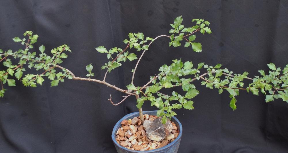 African Myrrh (Commiphora africana) - Garden.org