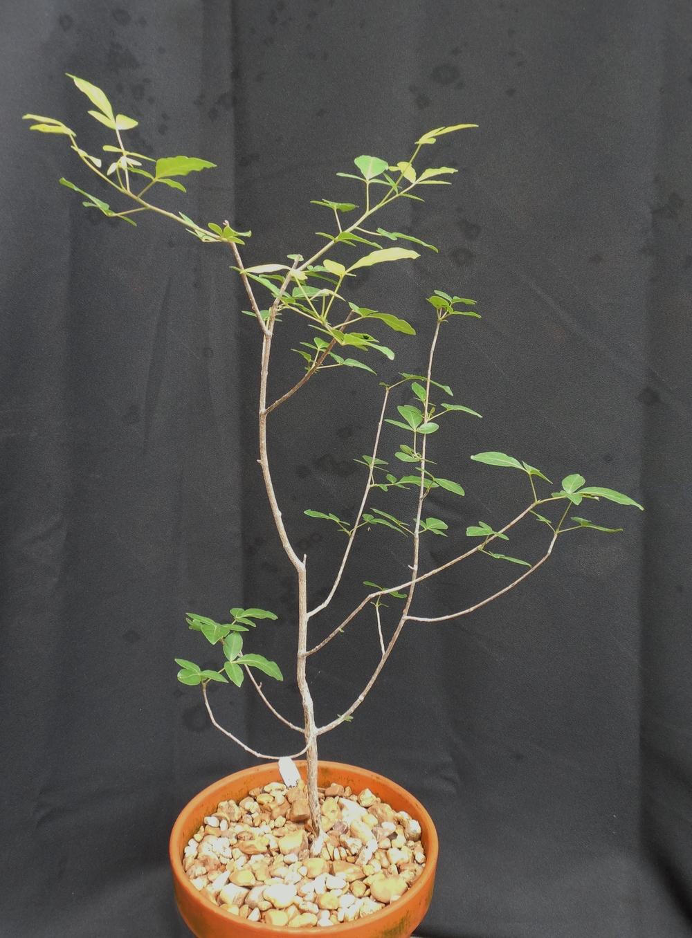 Photo of the entire plant of Commiphora tenuipetiolata posted by Reine ...