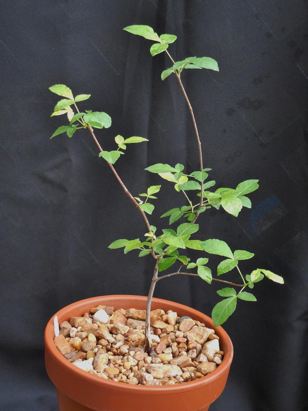 Commiphora angolensis - Garden.org