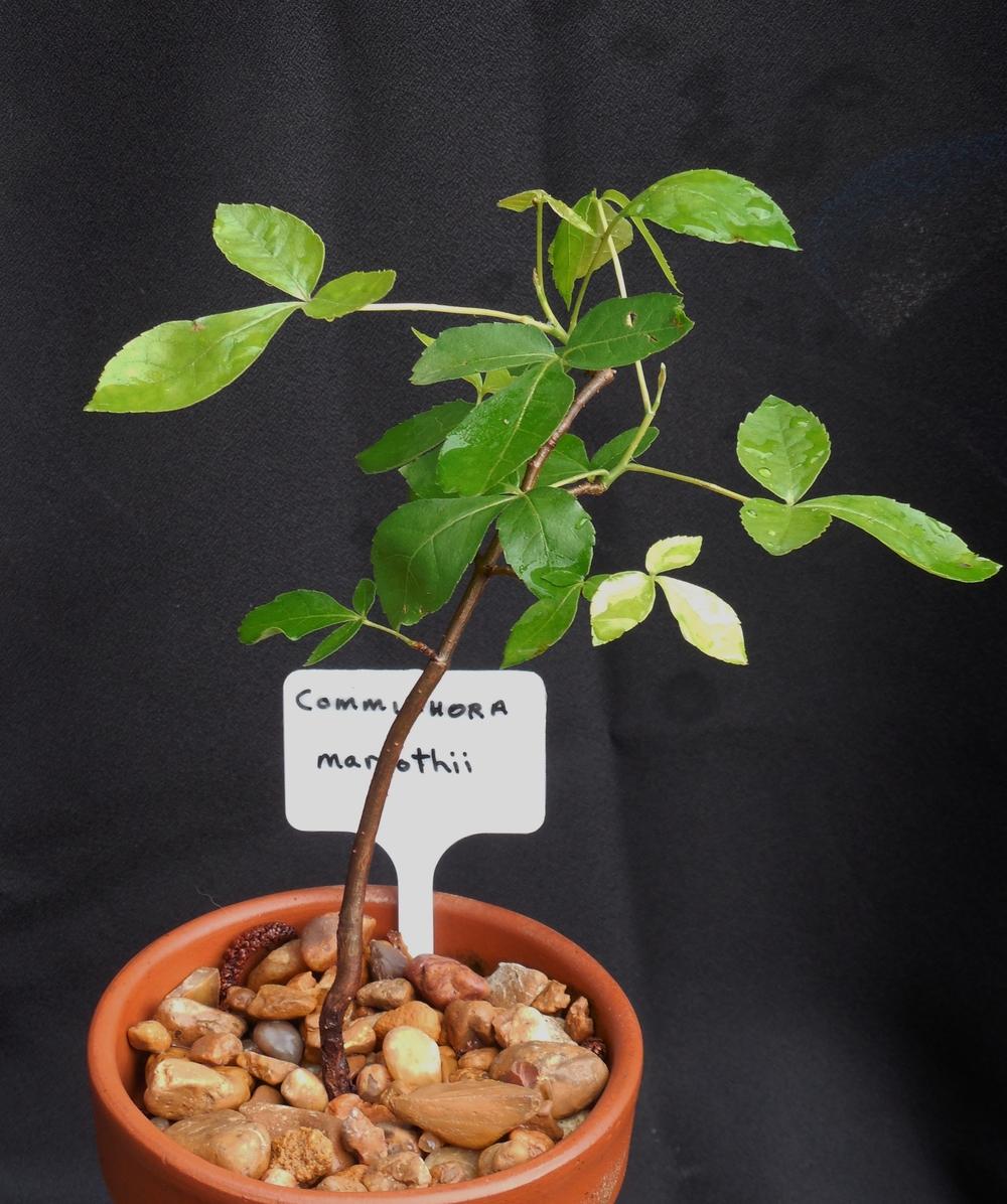 Ikwazakwaza (Commiphora marlothii) - Garden.org