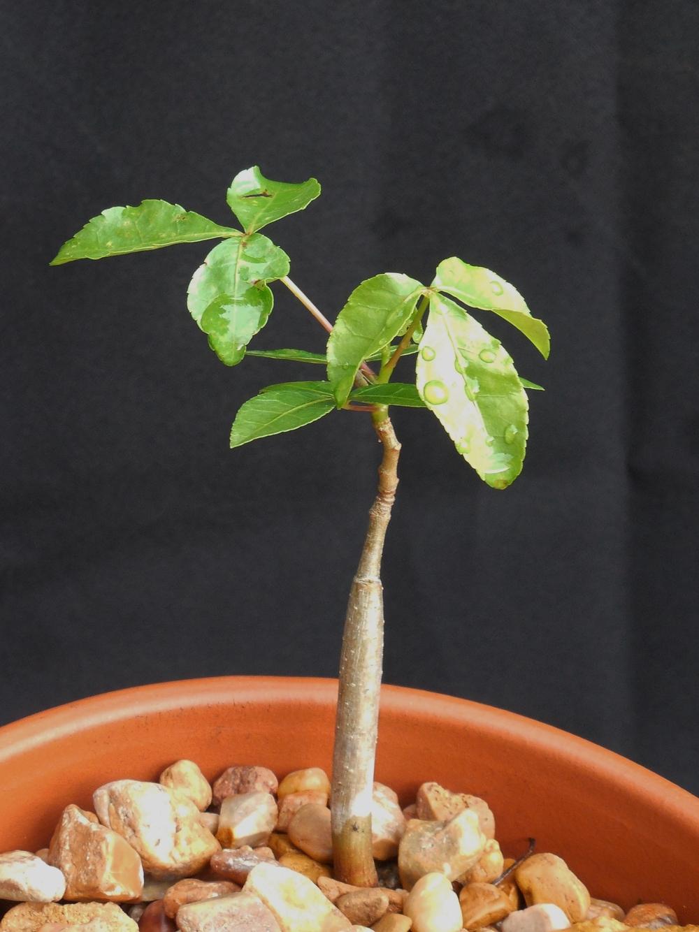 Commiphora neglecta - Garden.org