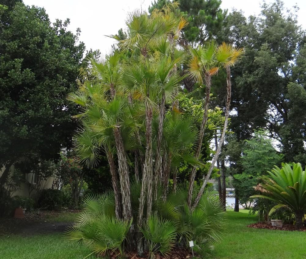 Photo of the entire plant of Paurotis Palm (Acoelorrhaphe wrightii ...