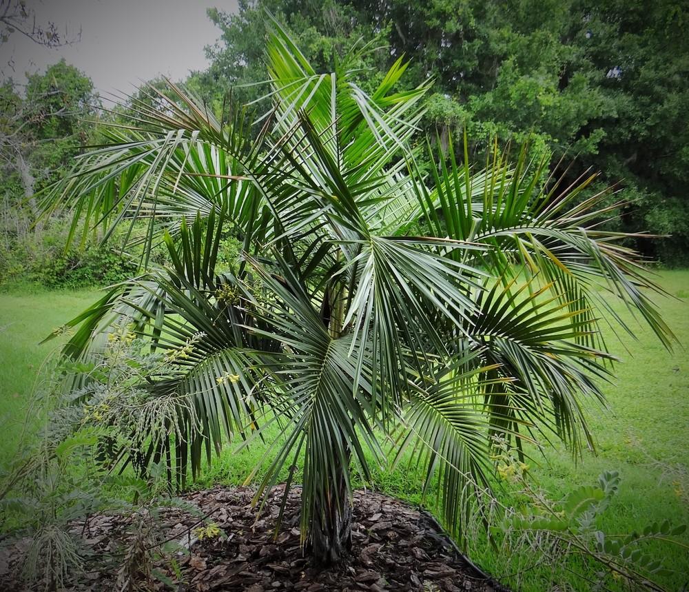 Photo of the entire plant of Arikury Palm (Syagrus schizophylla) posted ...